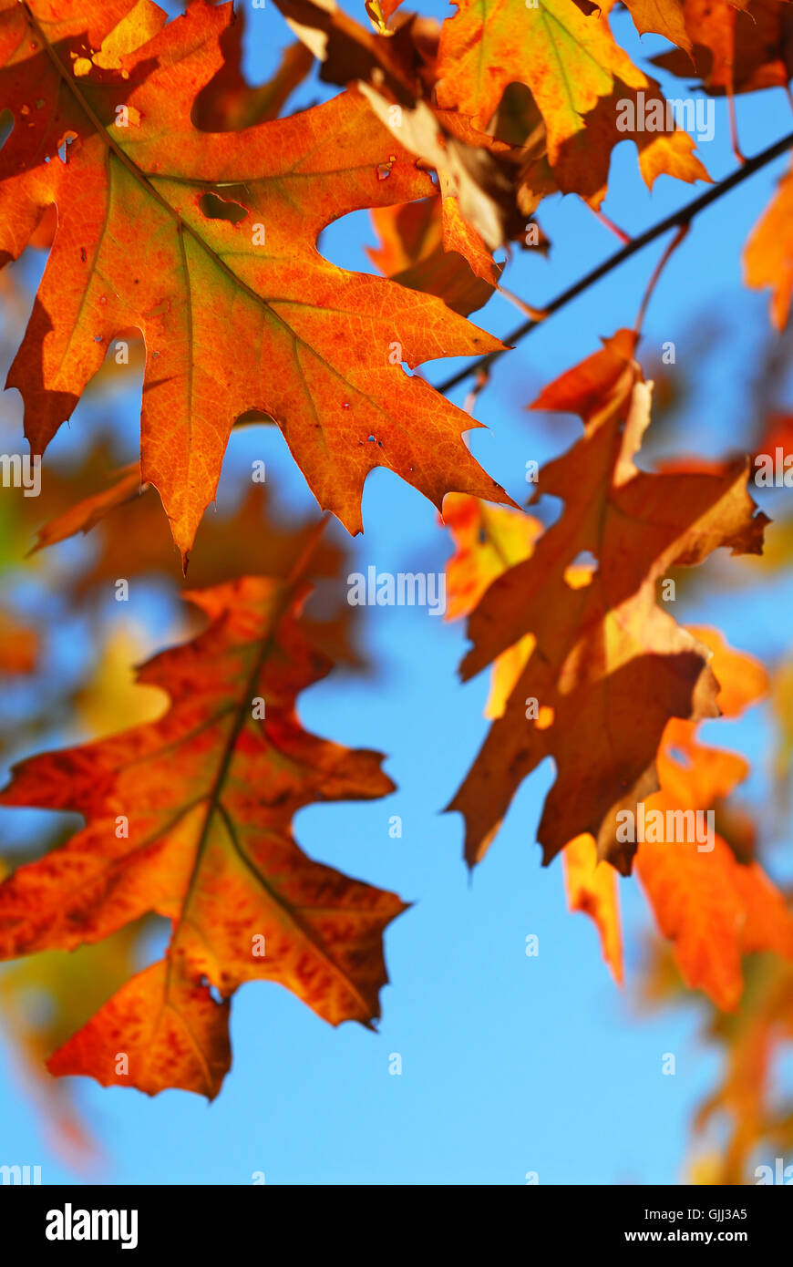 Closeup tree orange leaves hi-res stock photography and images - Alamy