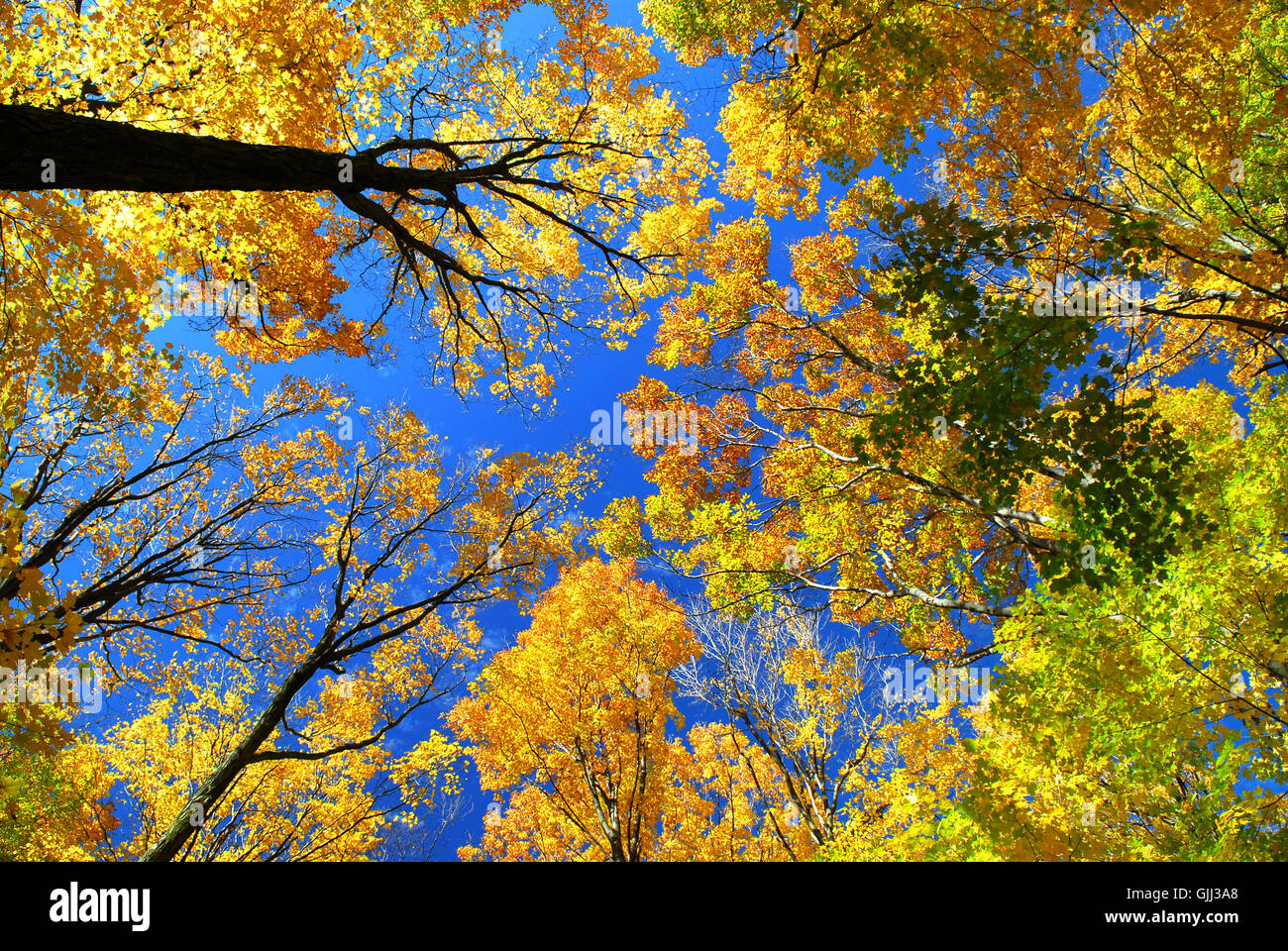 tree trees park Stock Photo - Alamy