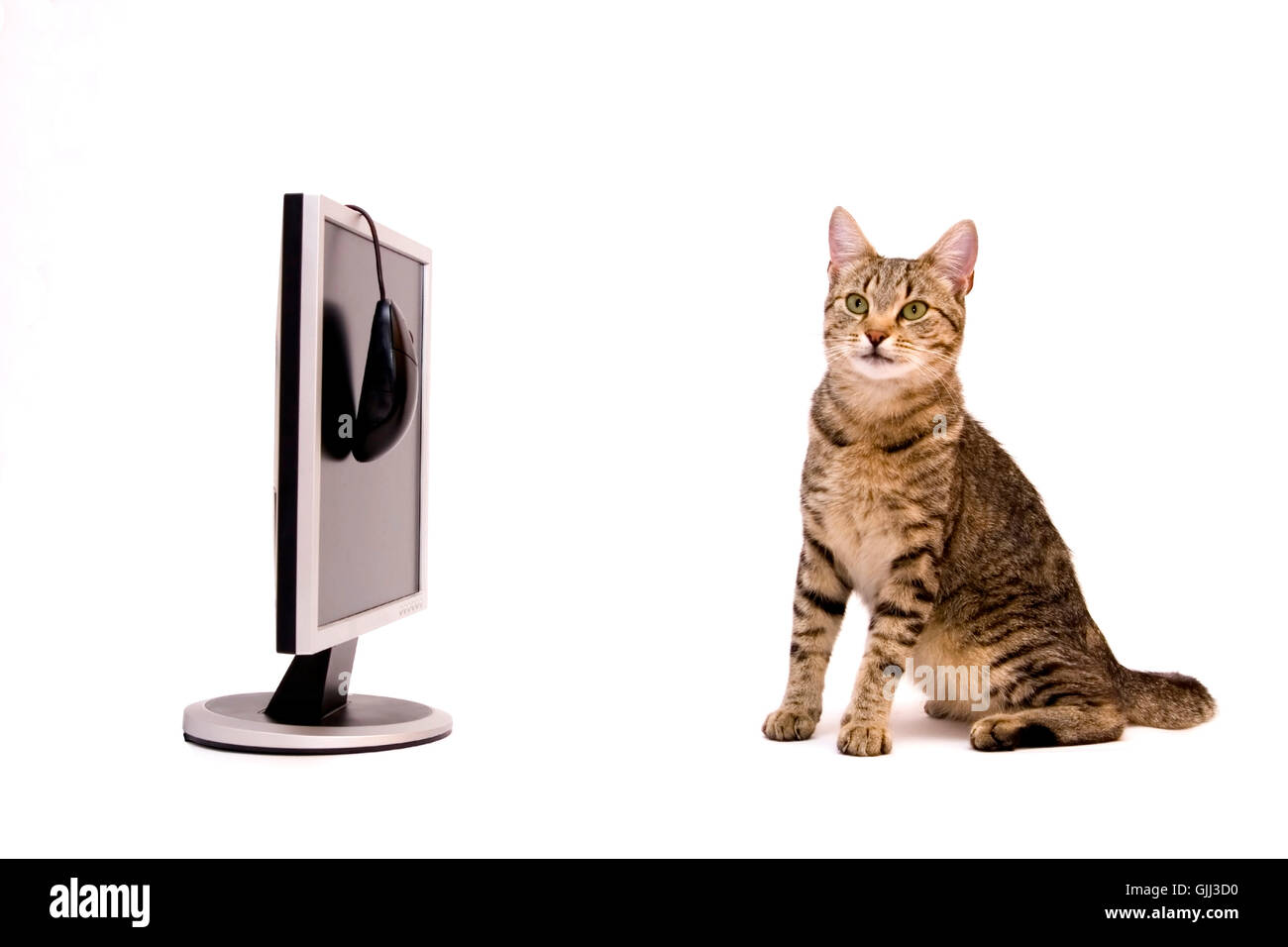 animal pet monitor Stock Photo - Alamy