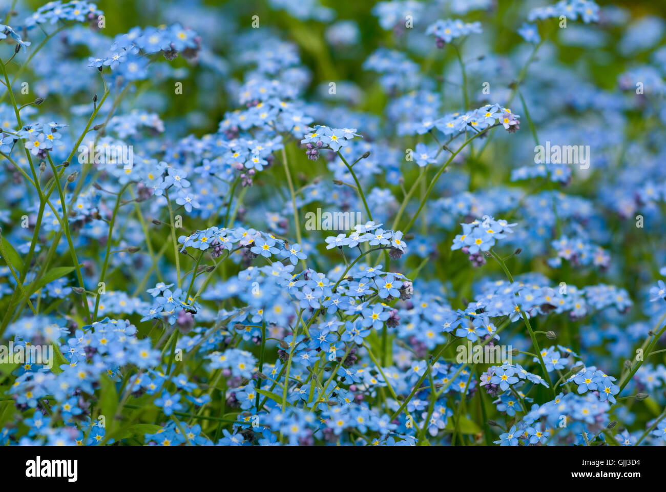 blue flower flowers Stock Photo - Alamy