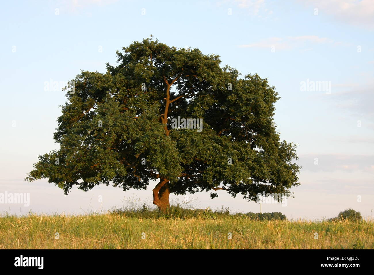 Deutsche Eiche Stock Photos & Deutsche Eiche Stock Images - Alamy