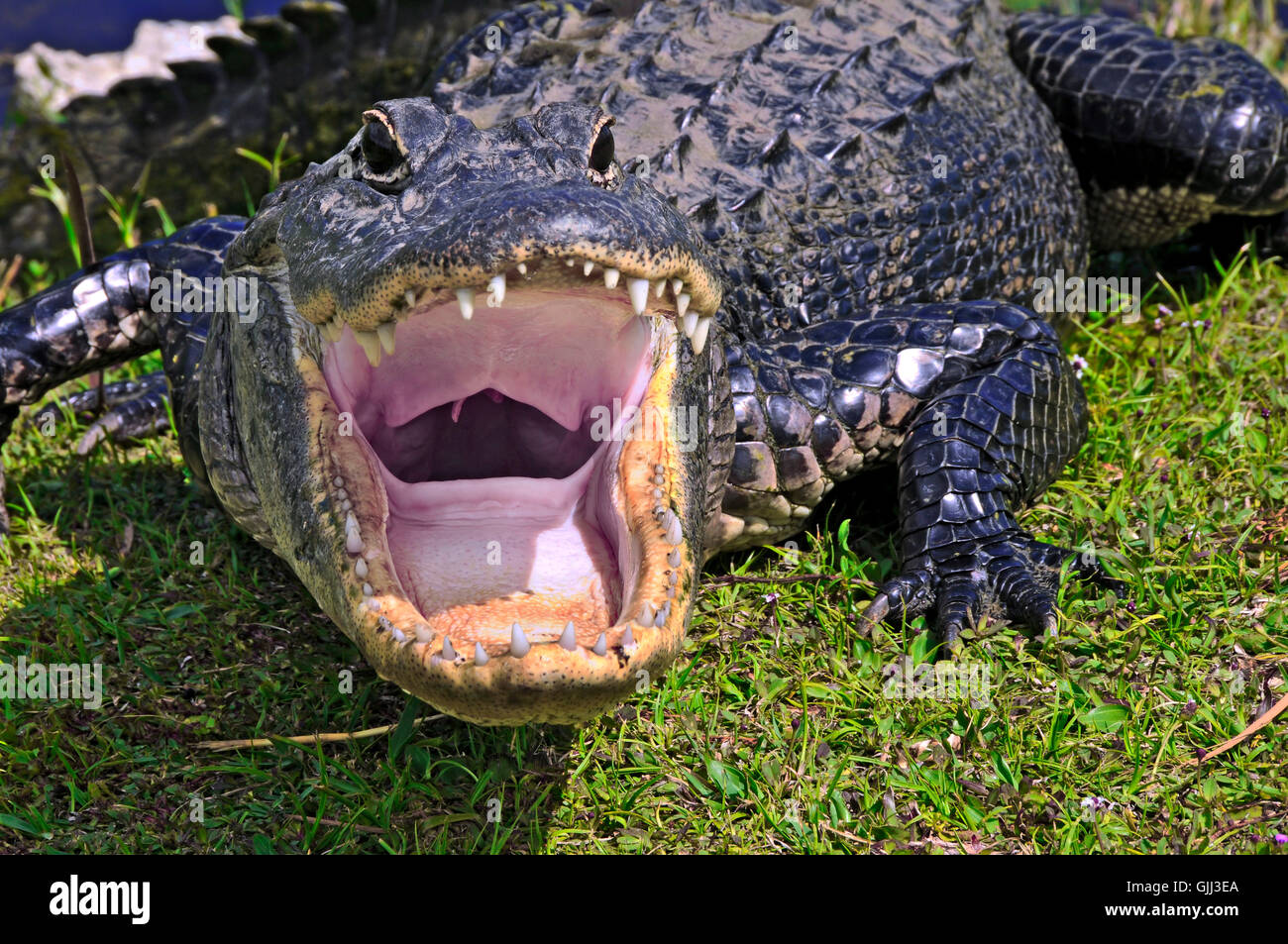 reptile teeth crocodile Stock Photo - Alamy