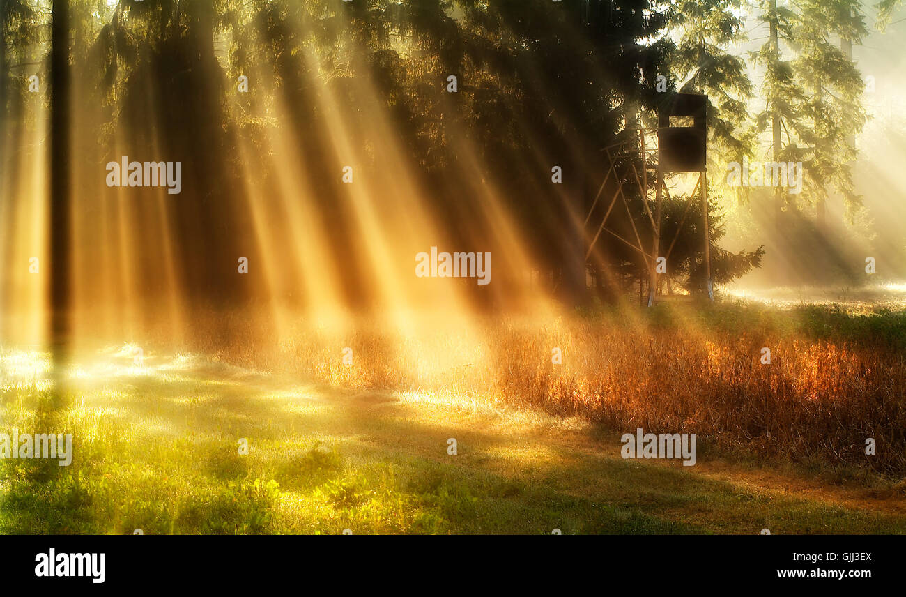 rays of light Stock Photo - Alamy