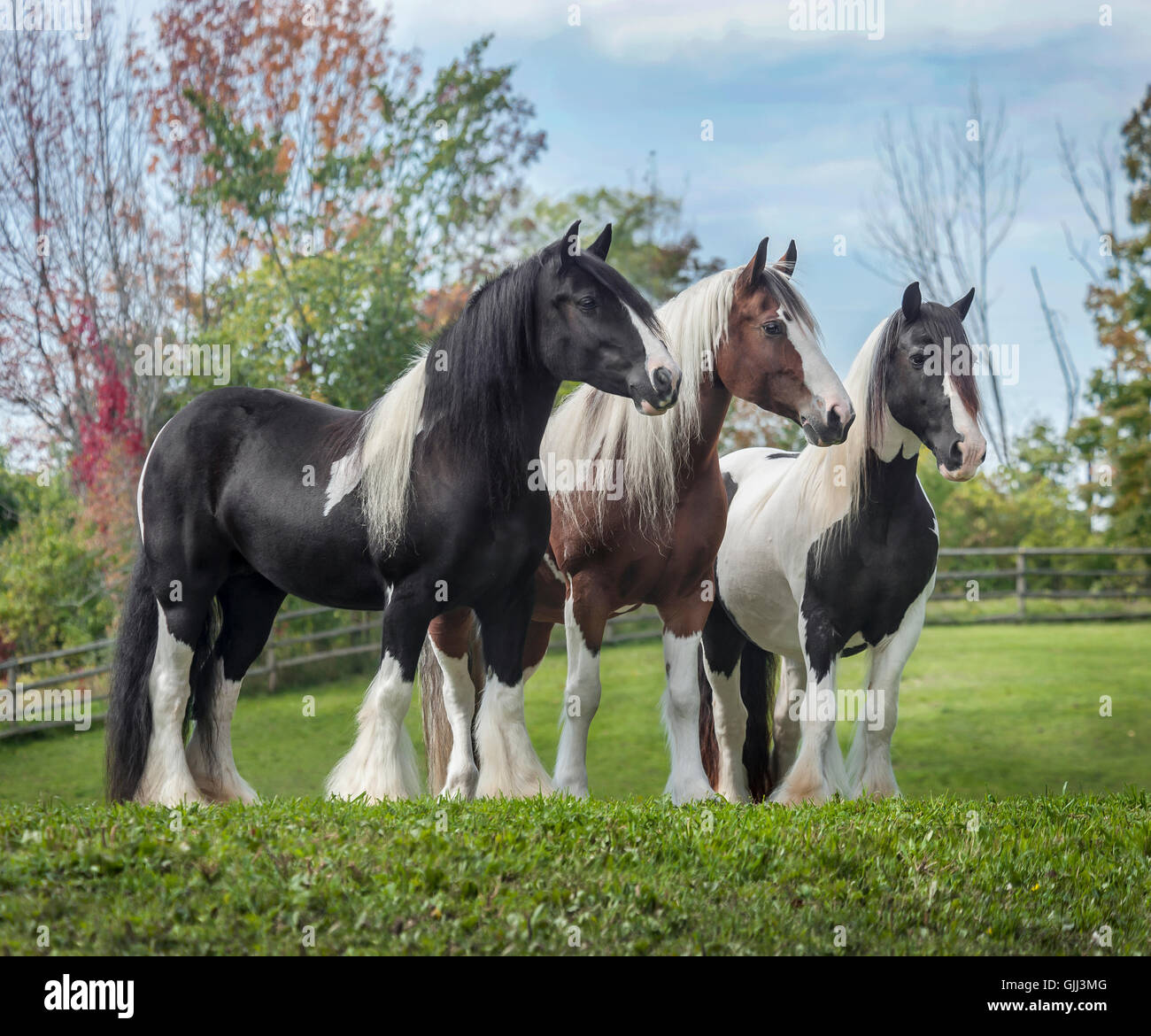 Three Gypsy Vanner Horse mares standing together on green hill Stock ...