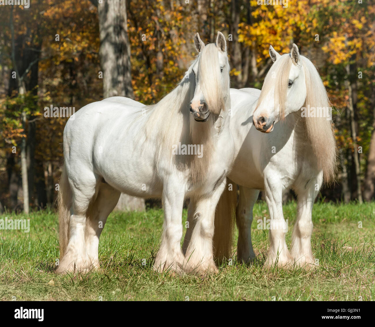White Gypsy Horse