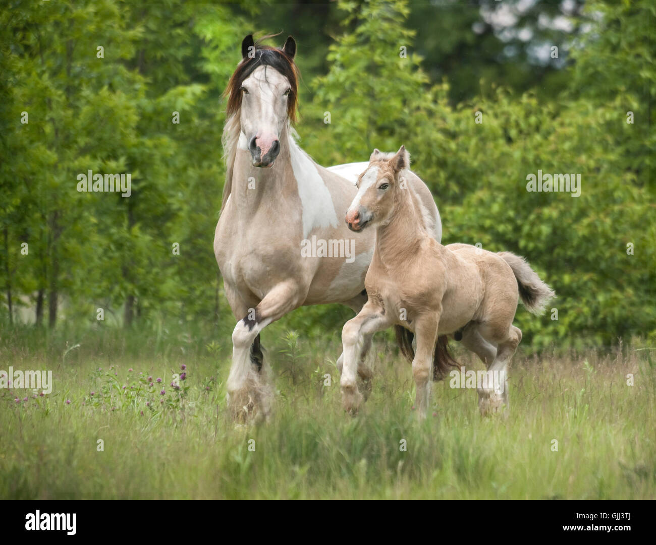 Gypsy horse mare with foal in tall grass pasture Stock Photo - Alamy