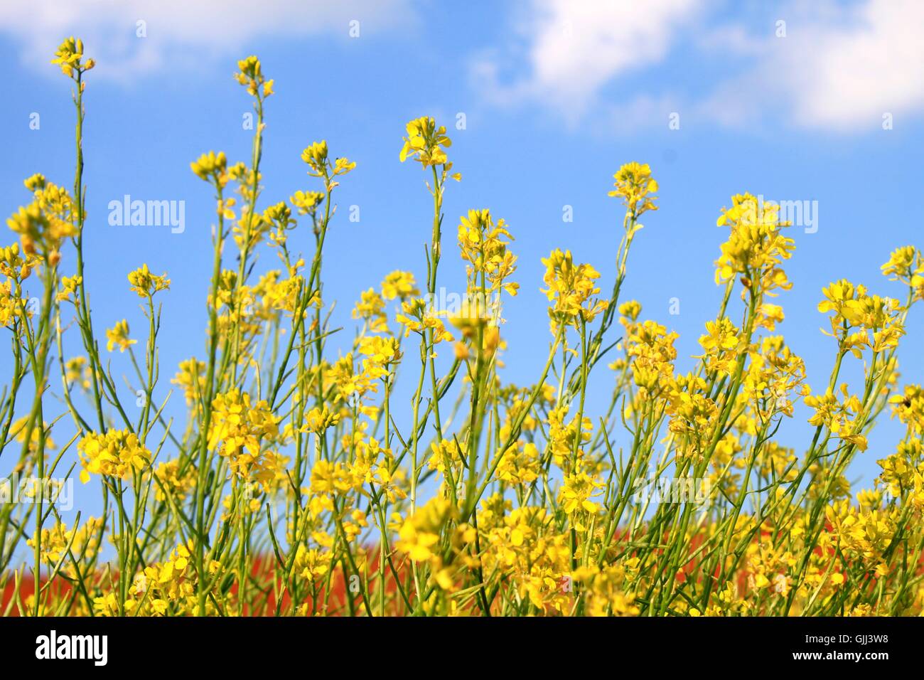 Charlock Stock Photos & Charlock Stock Images - Alamy