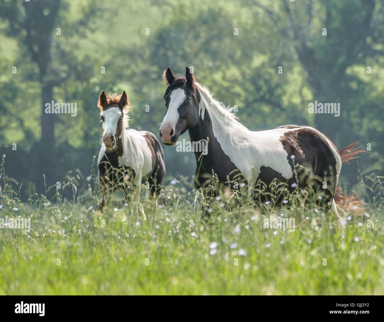 Gypsy Vanner Horse mare and foal in tall grass meadow Stock Photo - Alamy