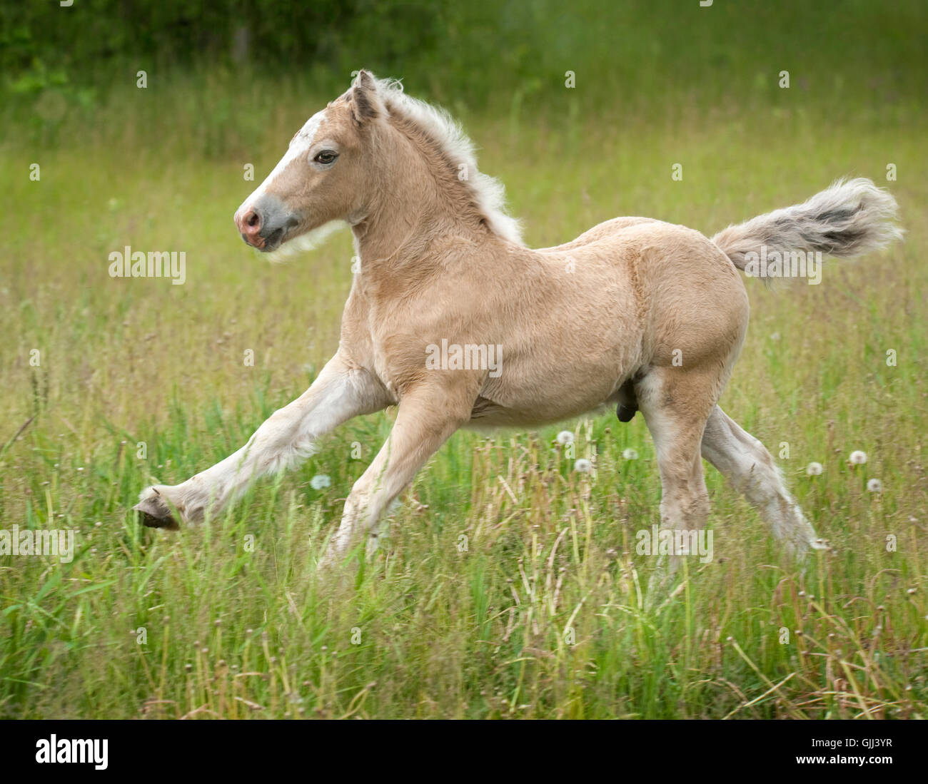 Gypsy horse foal runs across tall grass meadow Stock Photo - Alamy