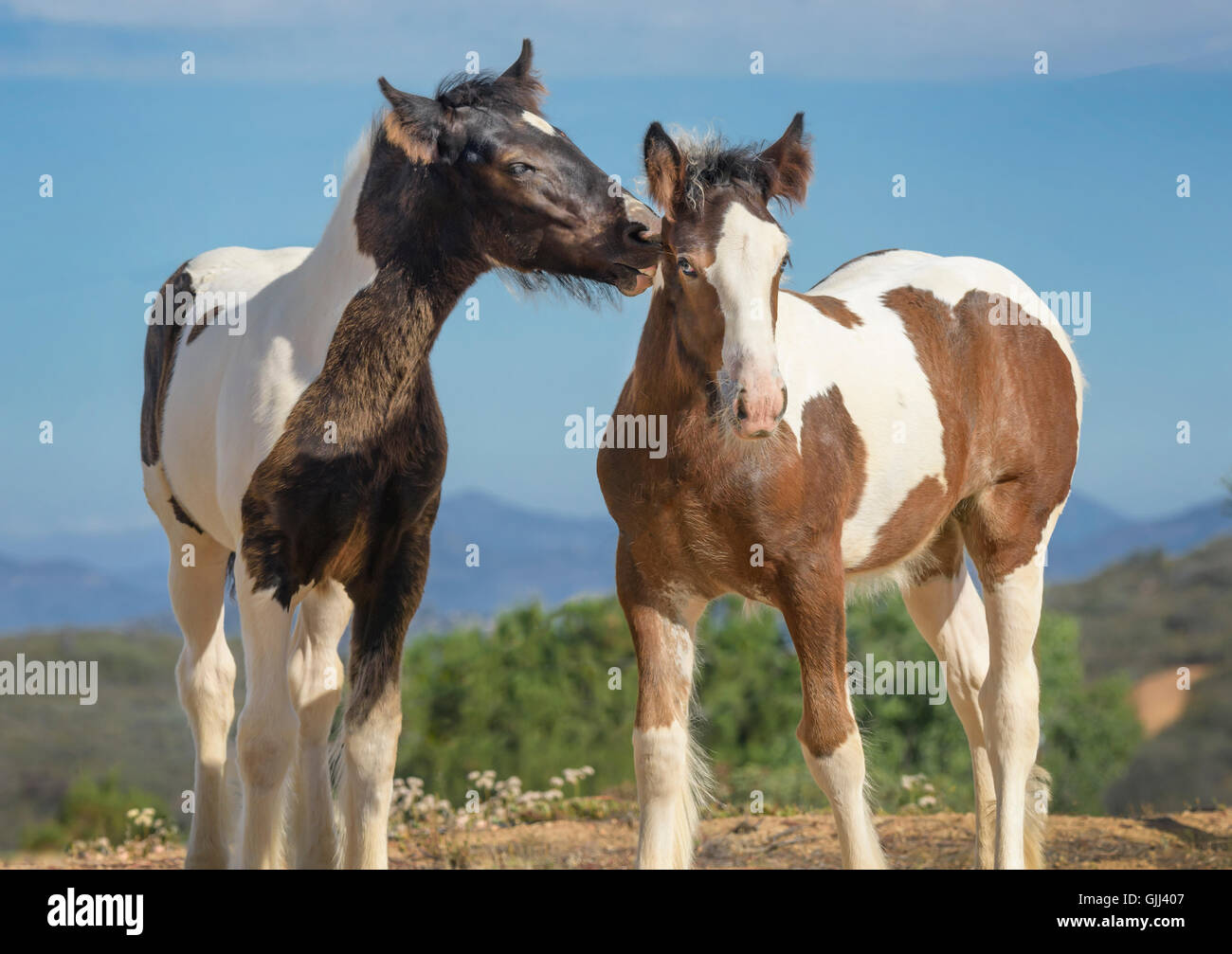 Comical expressions on Gypsy Vanner Horse colt and filly playing Stock ...
