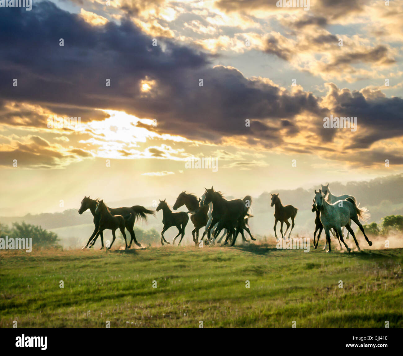 Arabian horses hi-res stock photography and images - Alamy