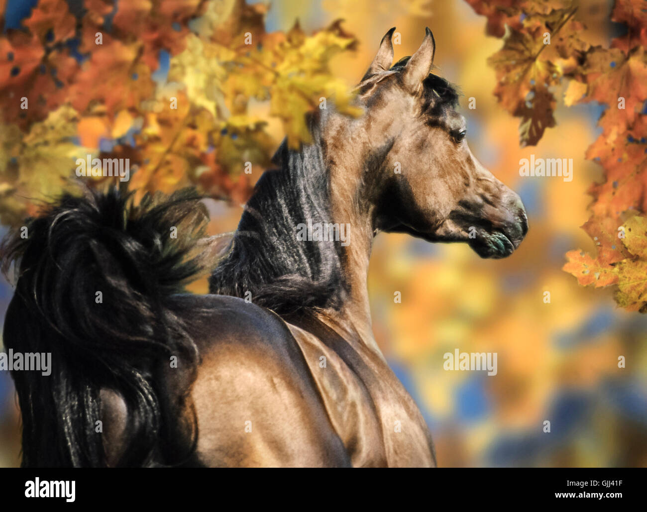 Arabian stallion running amidst fall foiliage Stock Photo - Alamy