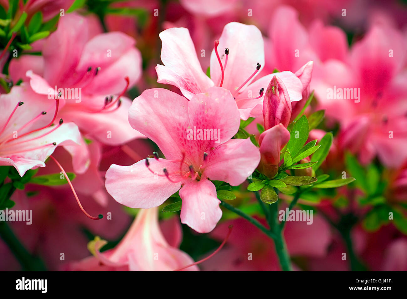 Alpine rhododendrons hi-res stock photography and images - Alamy