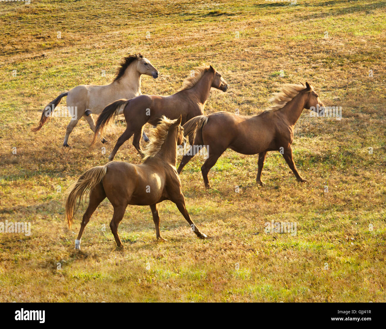 Kiger Mustang herd runs across golden grass meadow Stock Photo - Alamy