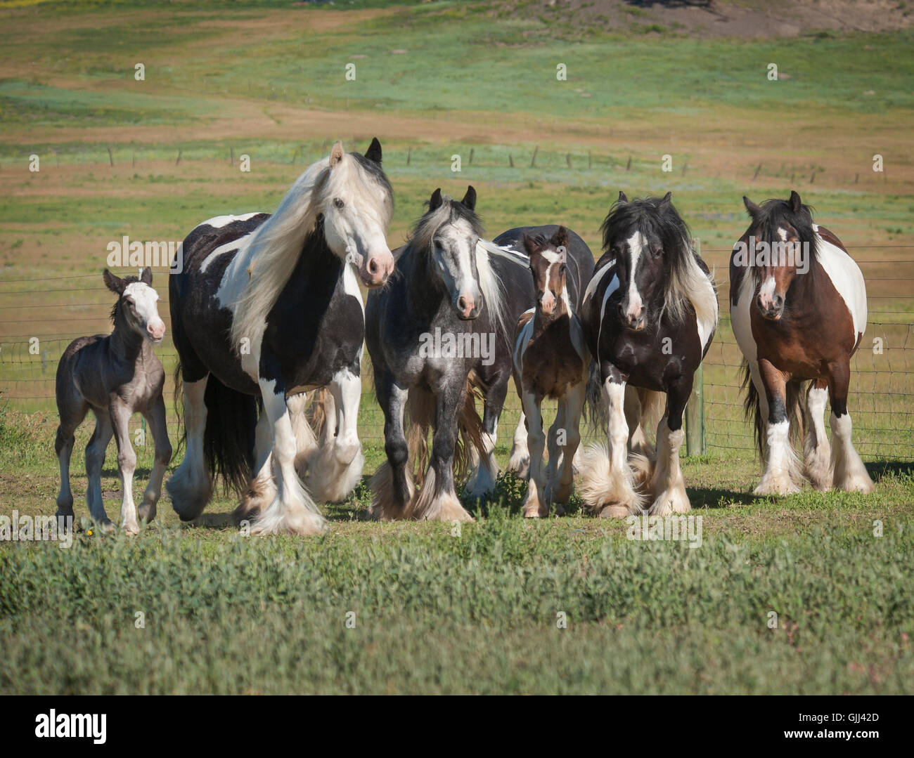 Herd gypsy vanner horse mares hi-res stock photography and images - Alamy