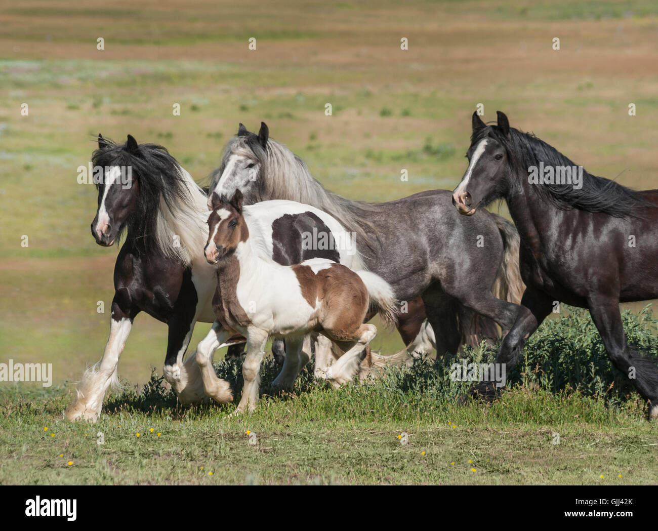 Herd of Gypsy Vanner Horse mares and foals run in open grass paddock ...