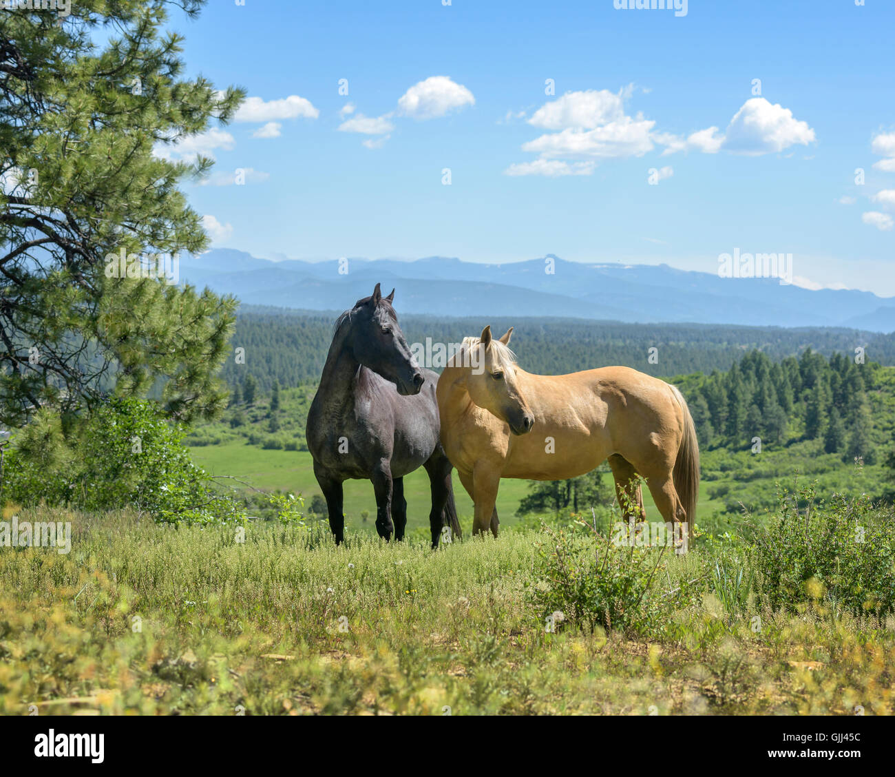 Horse ridge hi-res stock photography and images - Alamy