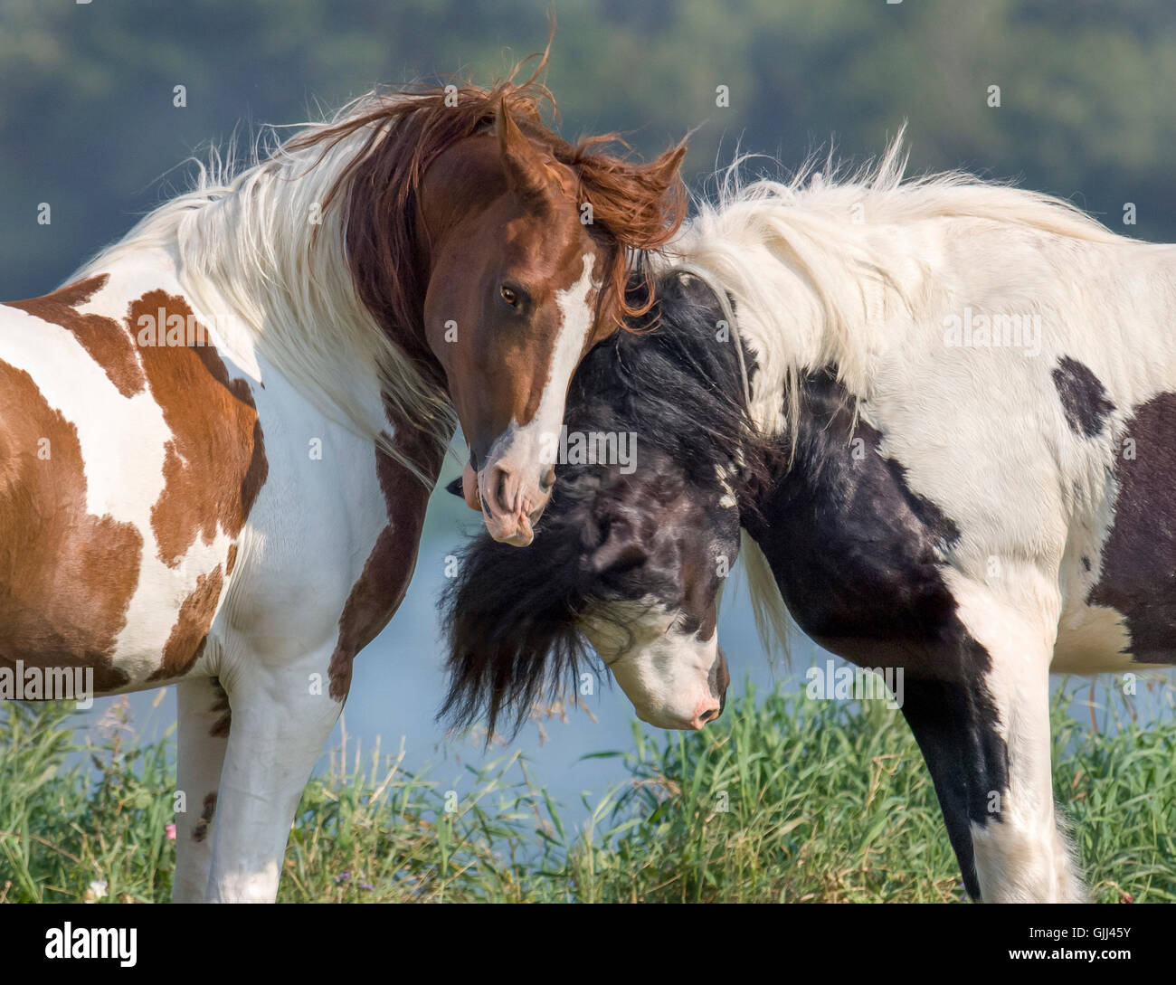 Gypsy Vanner Stallion and PintoArabian gelding buddies at play and romp ...