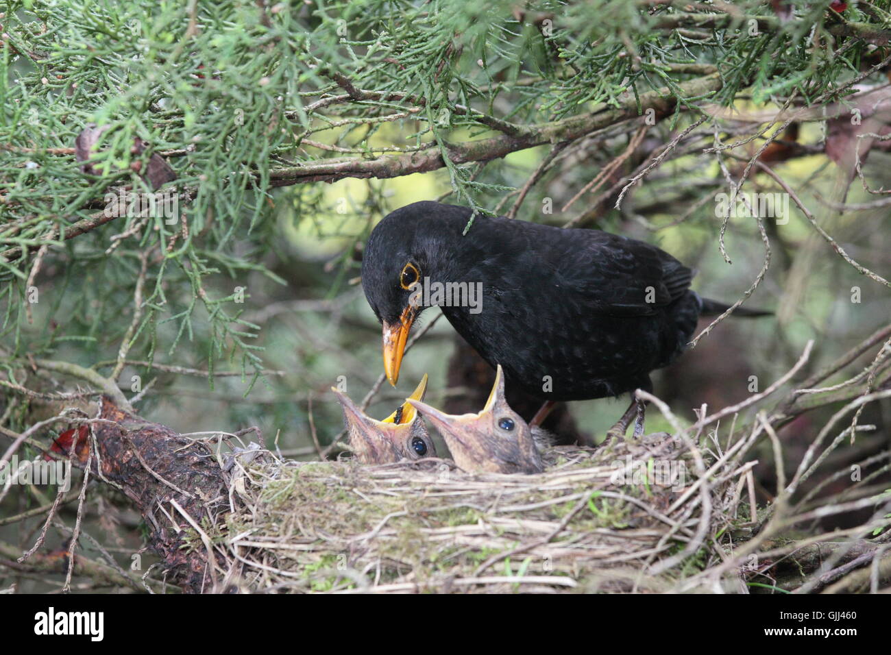 bird birds parents Stock Photo - Alamy