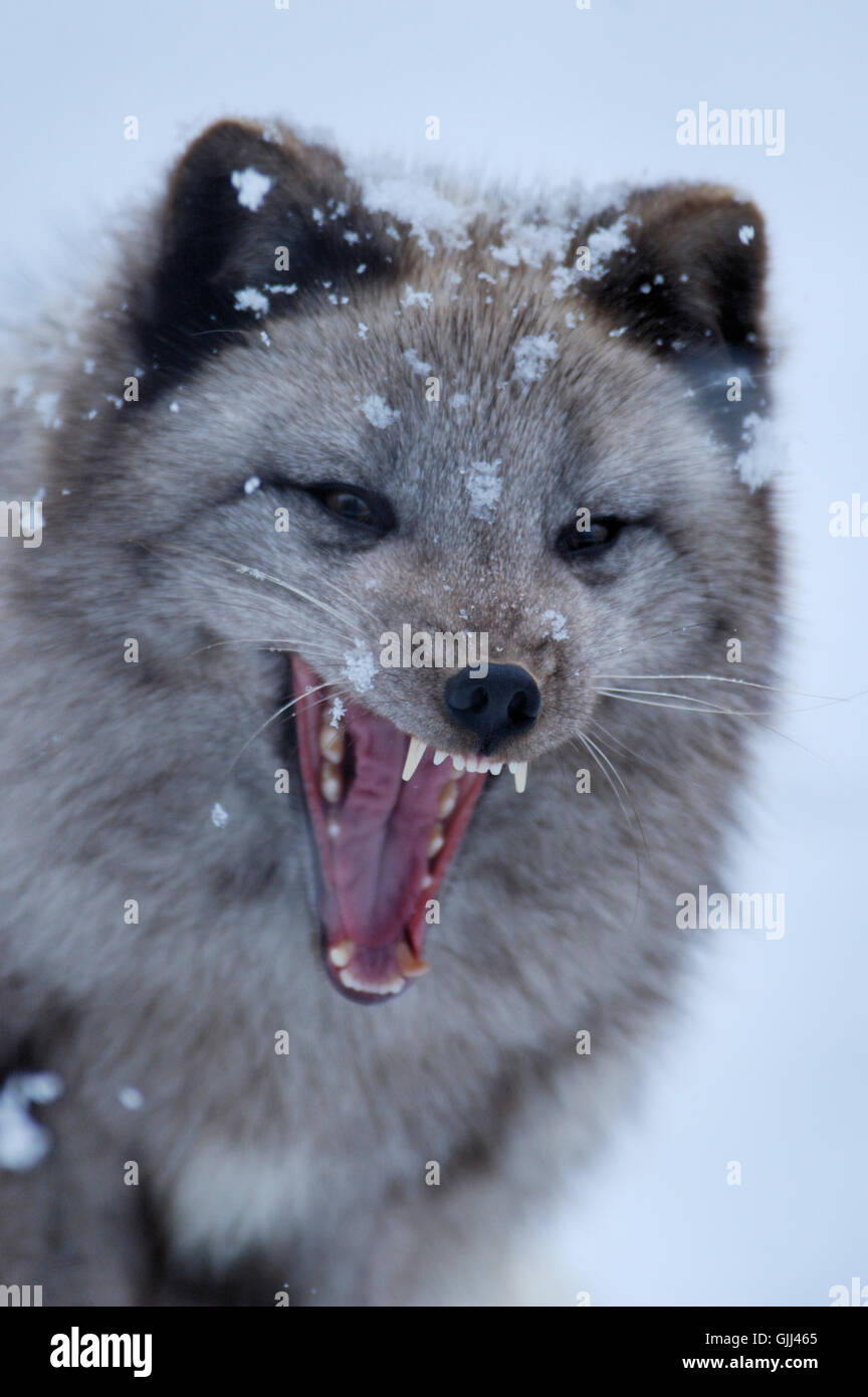 Arctic fox teeth hi-res stock photography and images - Alamy