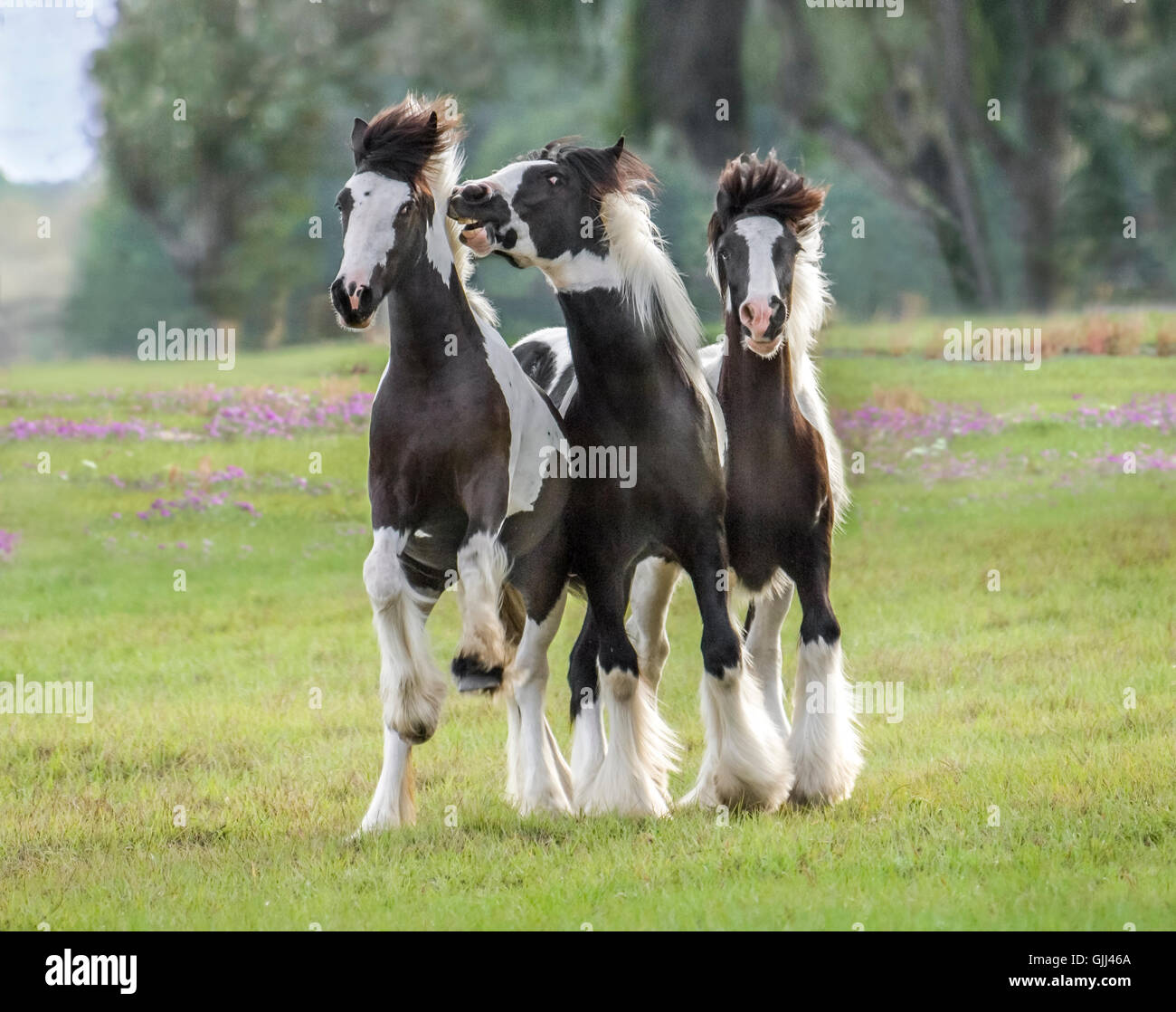Yearlings hi-res stock photography and images - Alamy