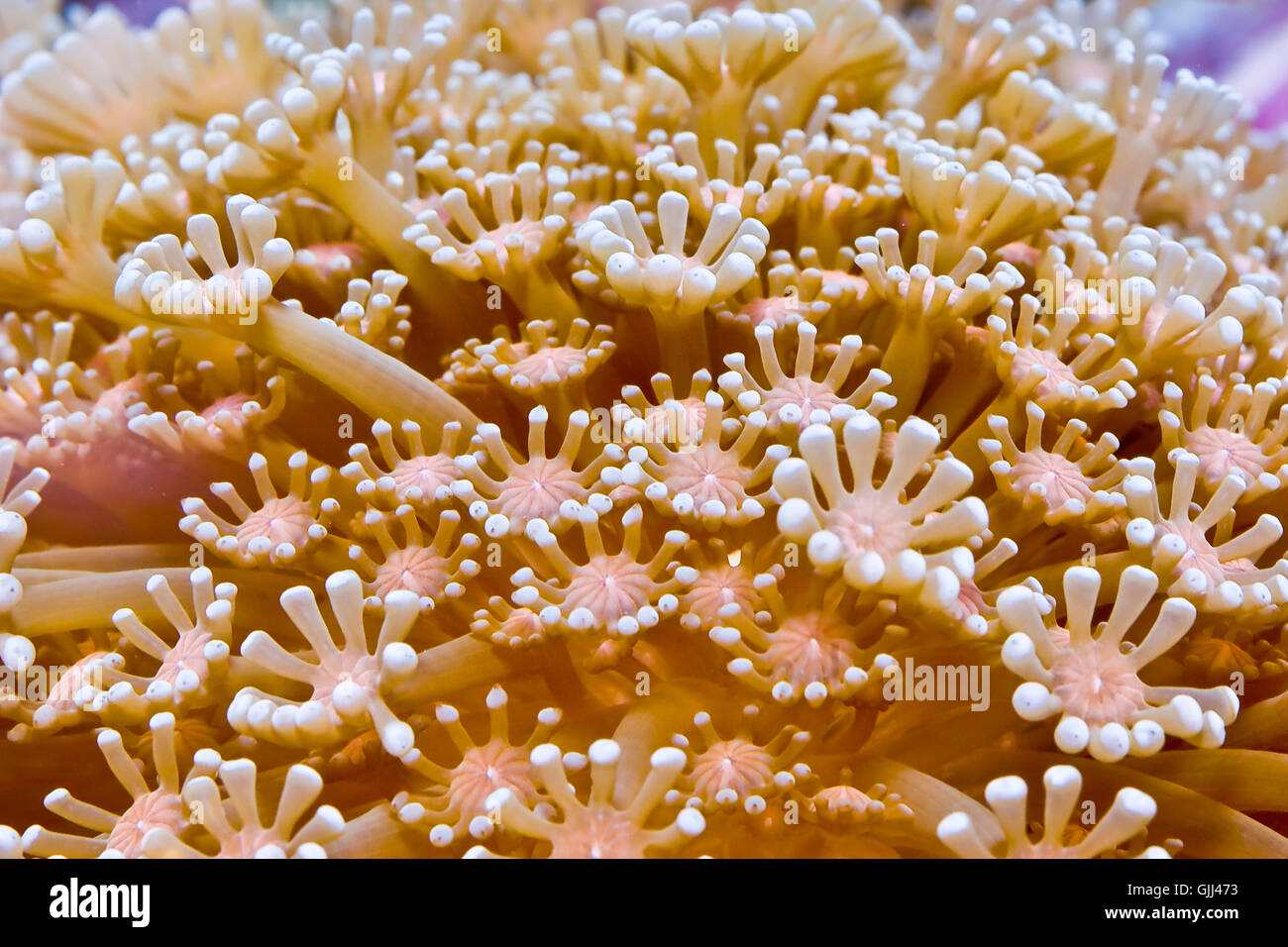 sea water polyps coral Stock Photo - Alamy