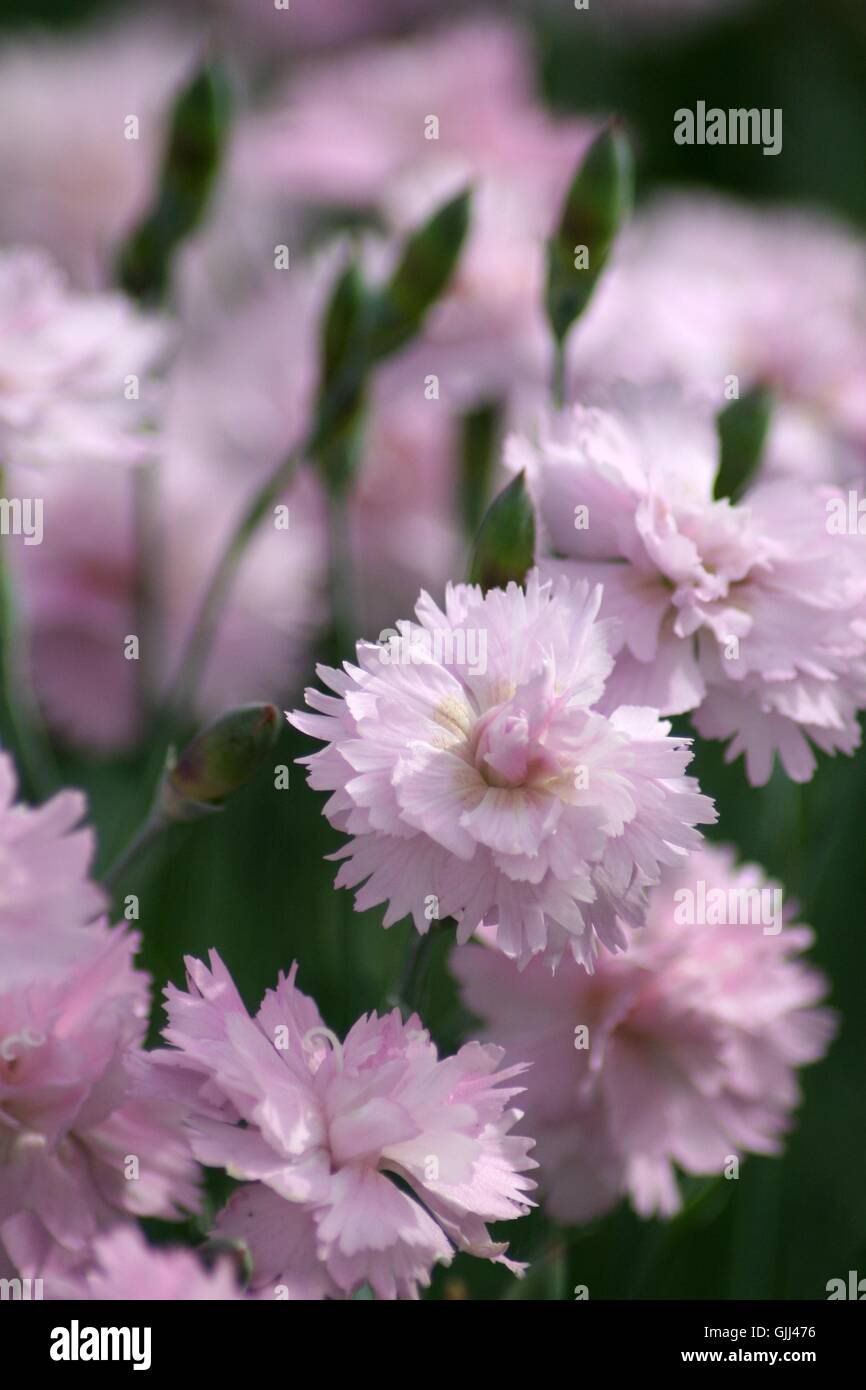 Carnation hybrid hi-res stock photography and images - Alamy