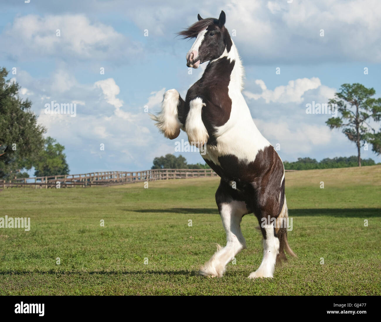 Clydesdale Rearing