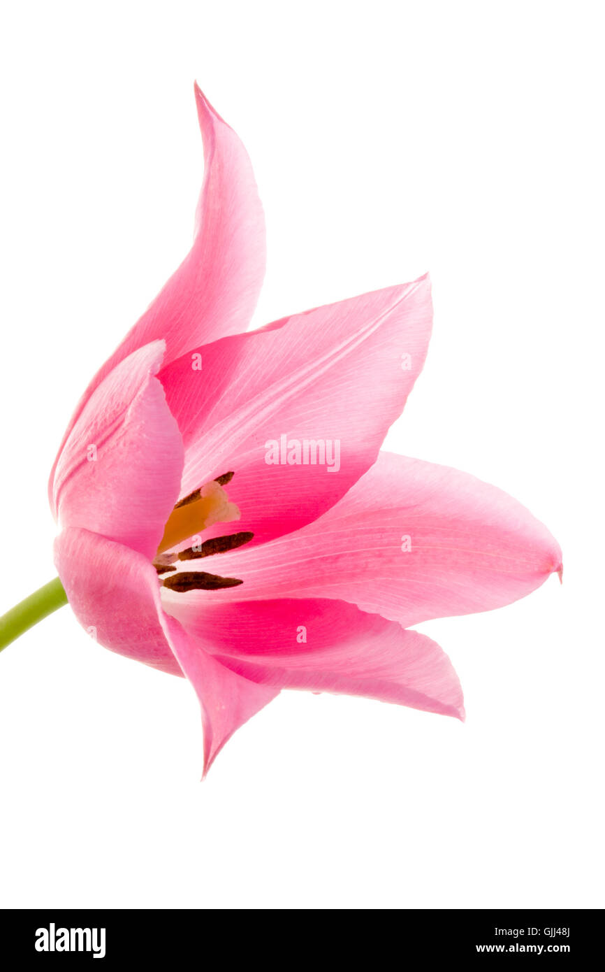 isolated flower plant Stock Photo - Alamy