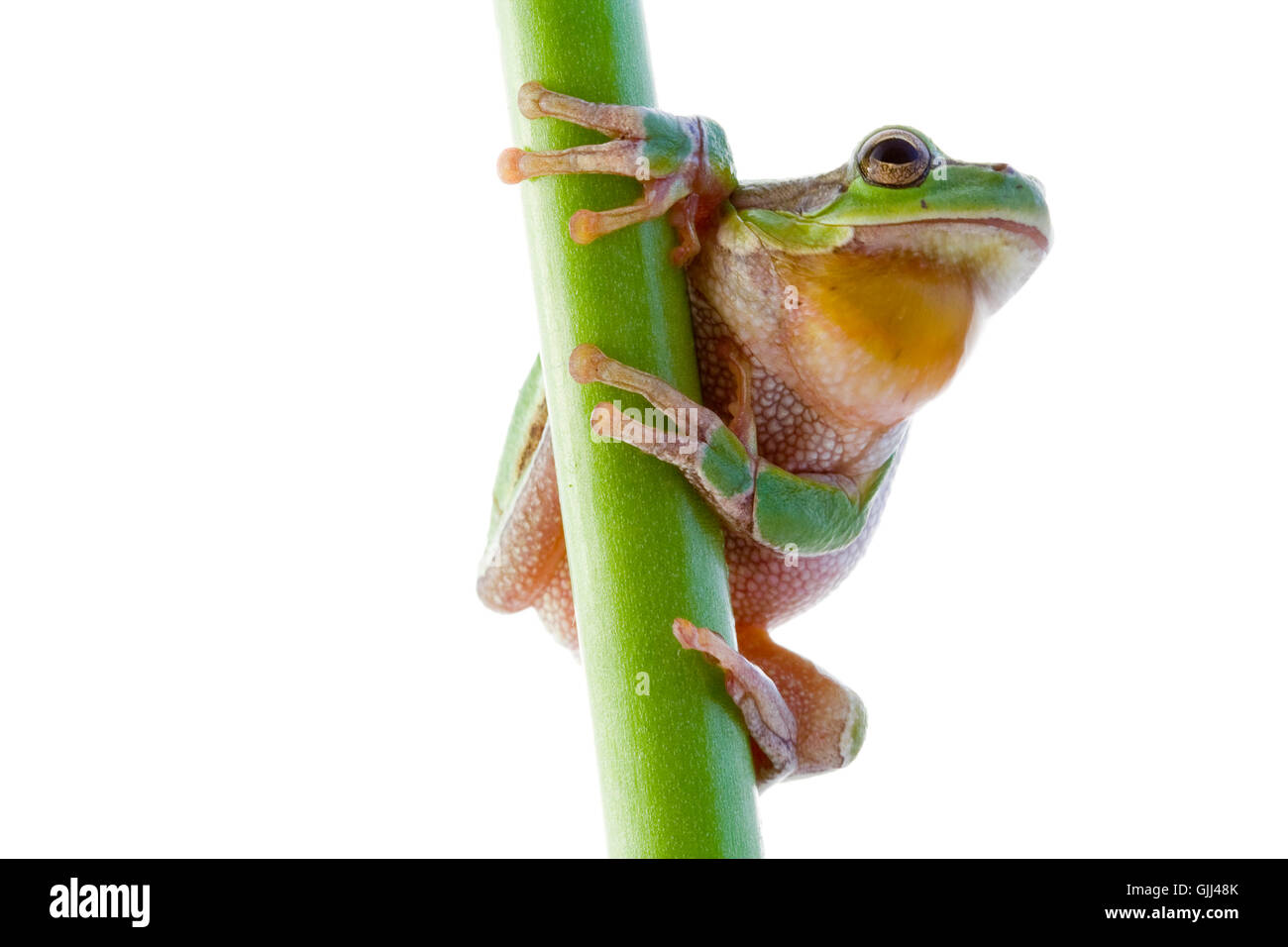 isolated frog close Stock Photo - Alamy