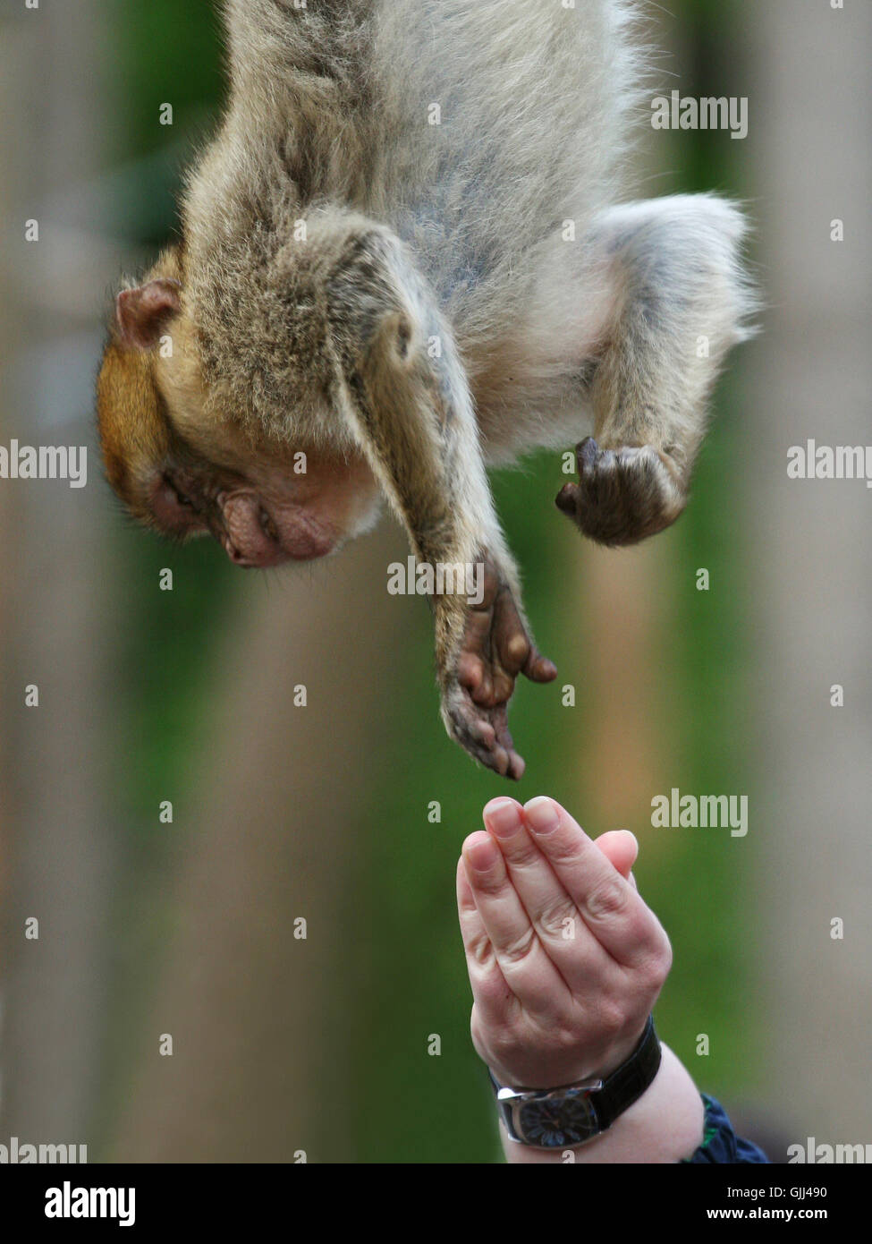 Monkey and human hi-res stock photography and images - Alamy