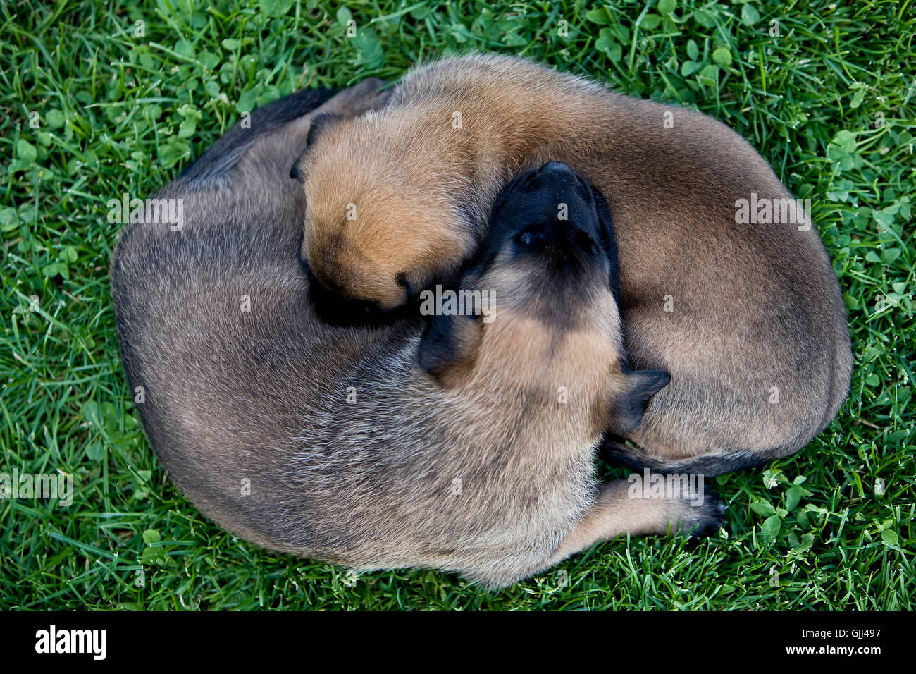 malinois puppy 3 Stock Photo - Alamy