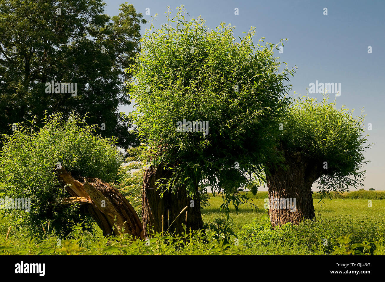 Willow trees hi-res stock photography and images - Alamy