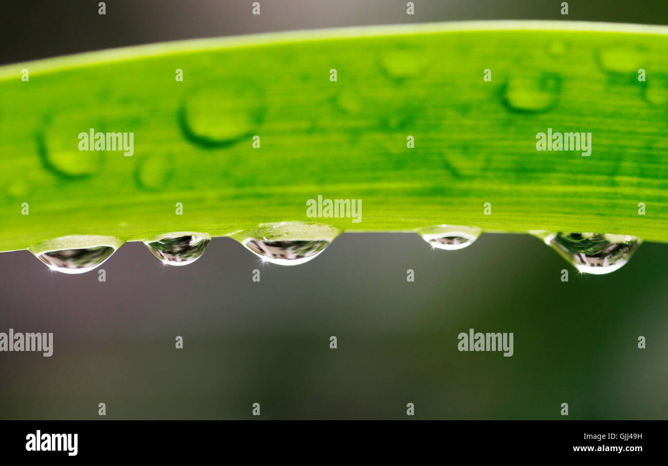 leaf drop meadow Stock Photo - Alamy
