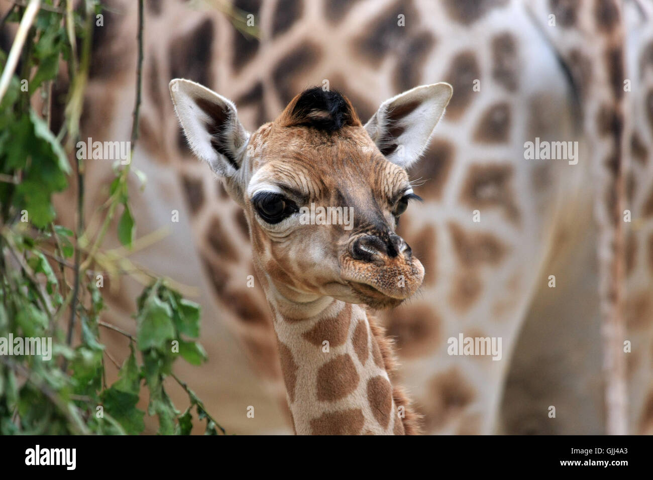 africa savannah giraffe Stock Photo - Alamy