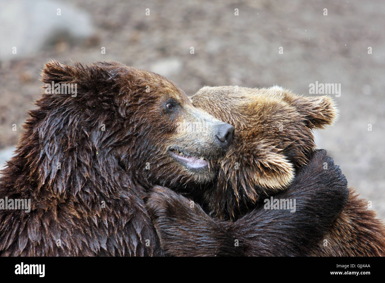 Strong bear hi-res stock photography and images - Alamy