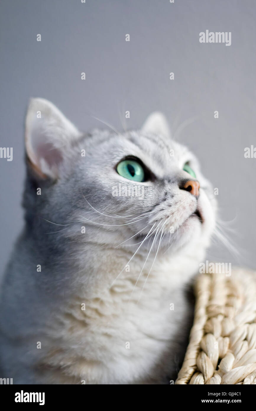 Questioning cat hi-res stock photography and images - Alamy