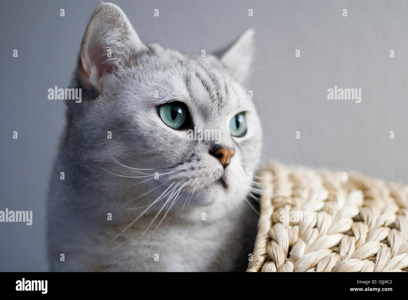 ears british race Stock Photo - Alamy