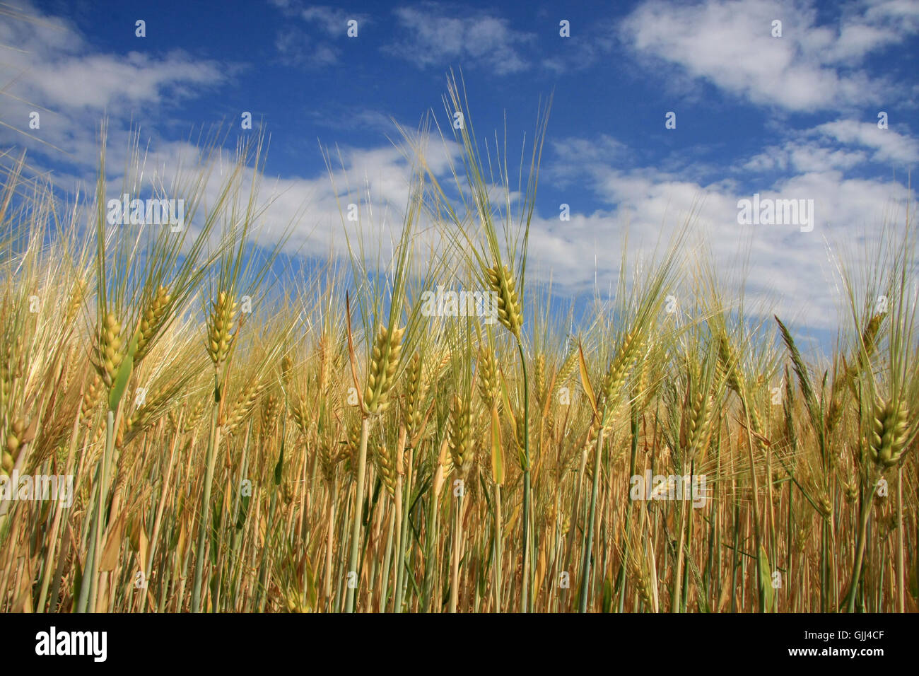 bread agriculture farming Stock Photo - Alamy