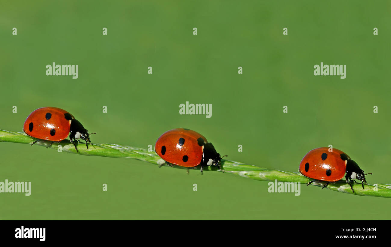 Three red dots hi-res stock photography and images - Alamy