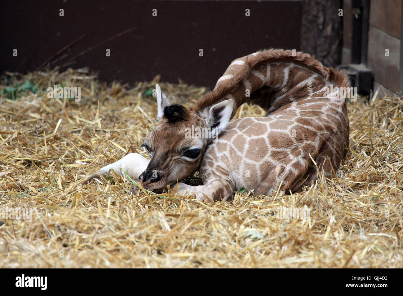 giraffes young lying Stock Photo - Alamy