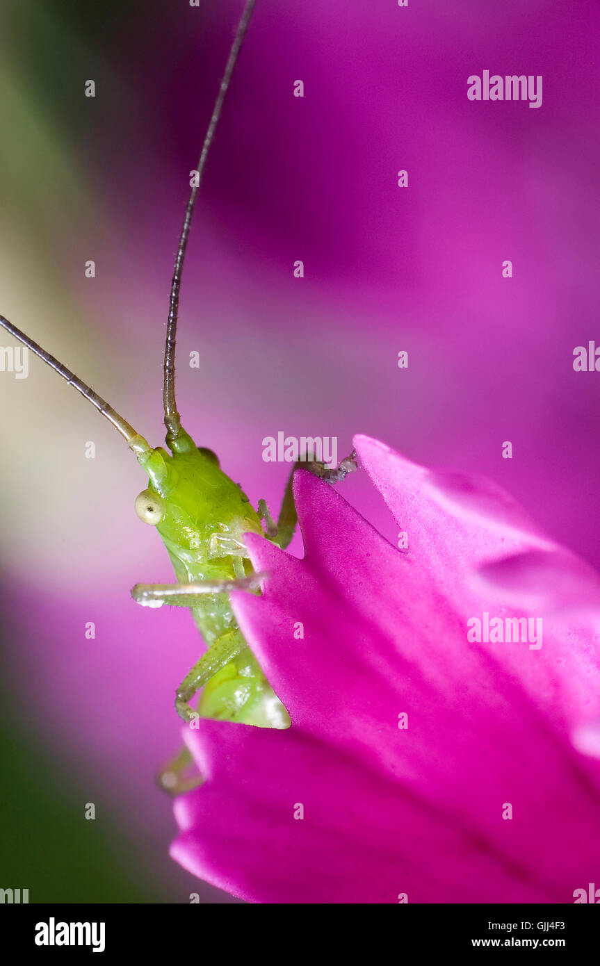 Green insect grasshopper High Resolution Stock Photography and Images ...