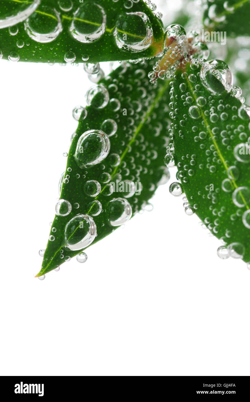 Underwater plant bubbles hi-res stock photography and images - Alamy