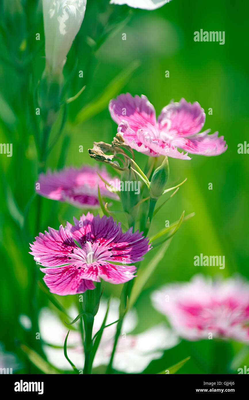 flower plant carnation Stock Photo - Alamy