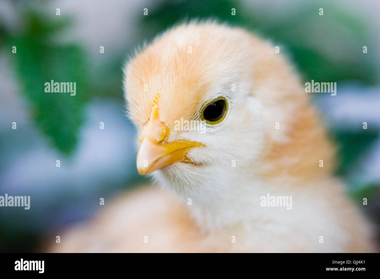 animal chicken animal Stock Photo - Alamy