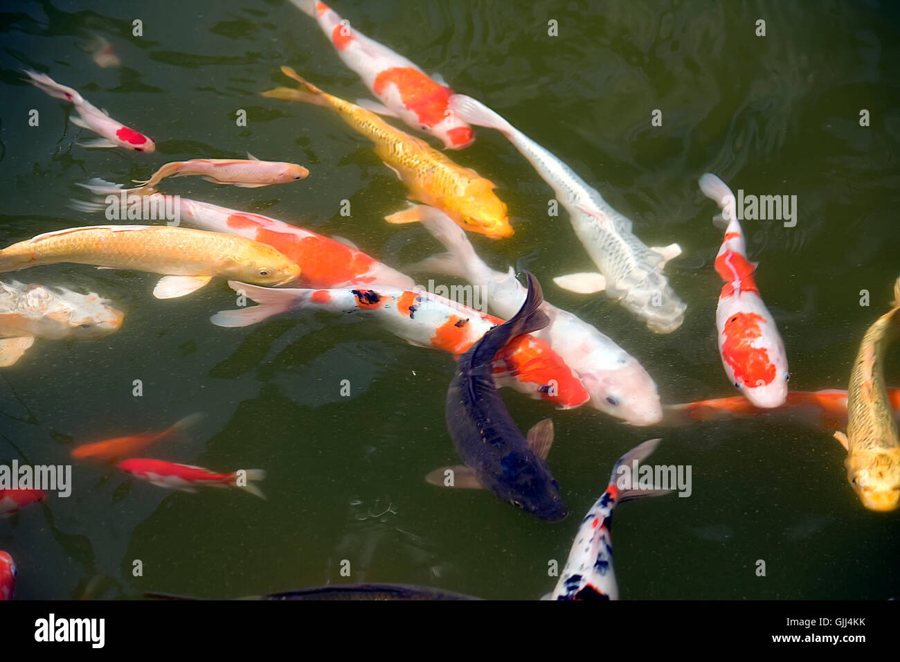 asia fish expensive Stock Photo - Alamy