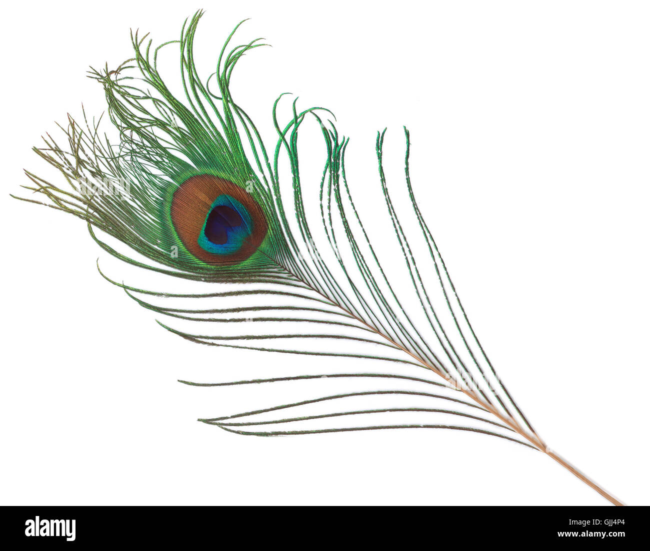 Brown colour plumage Cut Out Stock Images & Pictures - Alamy