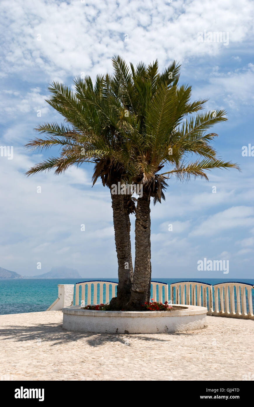 spain palm tree railing Stock Photo - Alamy