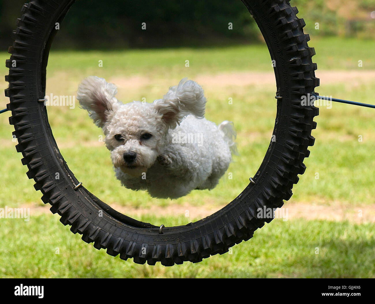 Flying fox sports hi-res stock photography and images - Alamy