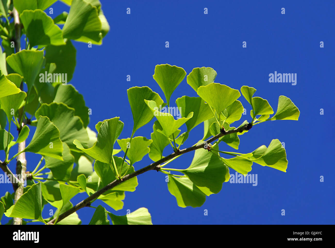 leaf tree branch Stock Photo - Alamy